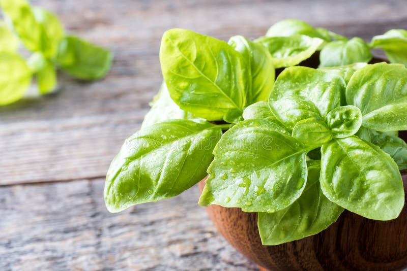Fresh Basil in a Bowl of Wood on a Rustic Table Stock Image - Image of ...