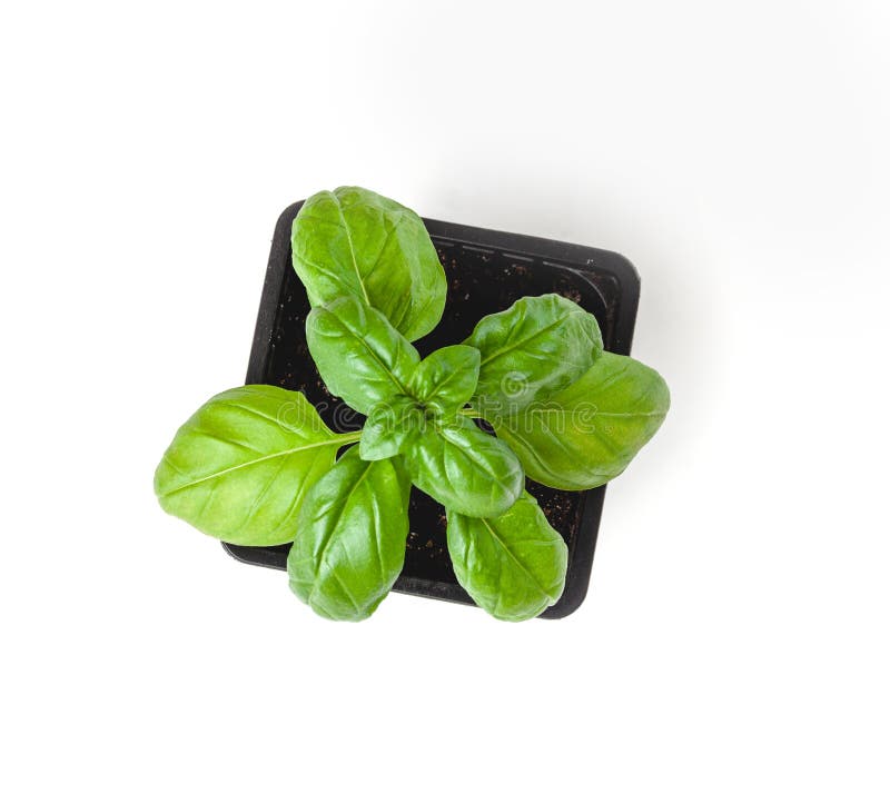 Fresh Basil in Ceramic Pot Isolated on White Background Stock Photo ...