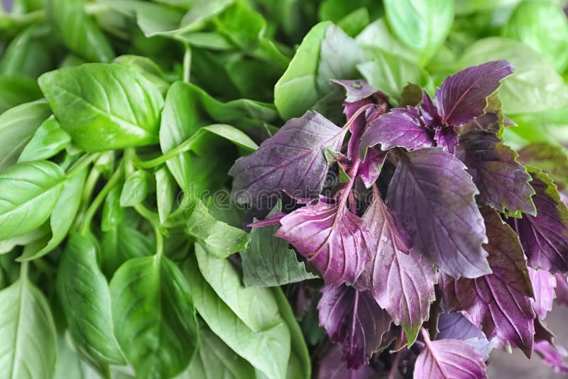 Fresh basil, closeup stock photo. Image of seasoning - 150135206