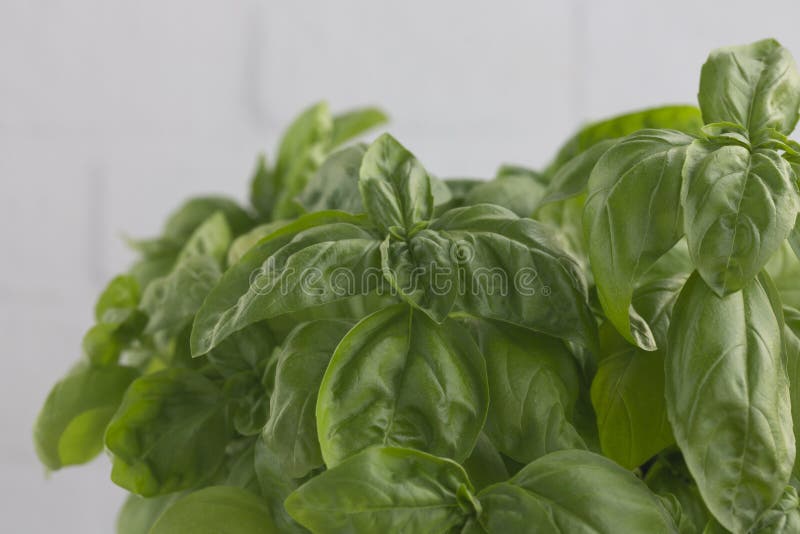 Fresh Basil on a Dark Background. Green Basil. Green Basil on a Dark ...