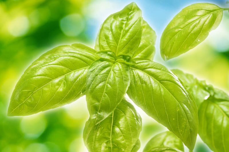 Fresh basil in the garden stock image. Image of plant - 33352411