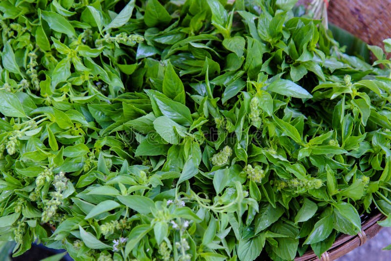 Fresh Basil, Green Basil, Organic Vegetable, Pile of Basil Stock Photo ...