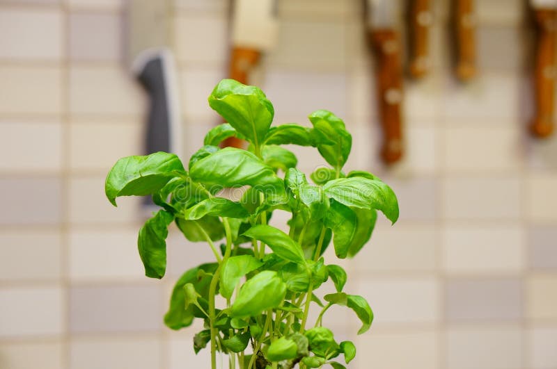 Fresh basil stock photo. Image of natural, basil, vegetable - 49144512
