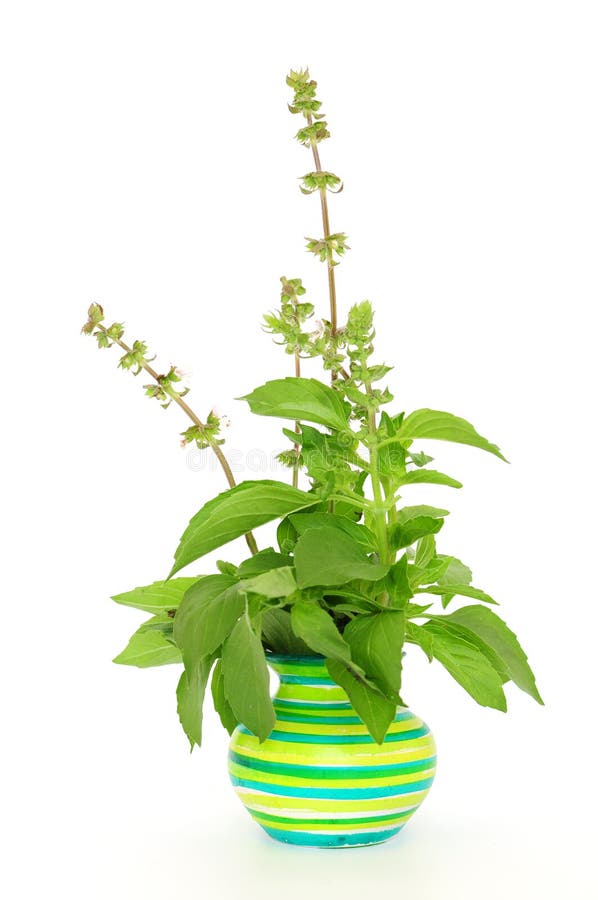 Fresh basil in green pot stock image. Image of natural - 20326405