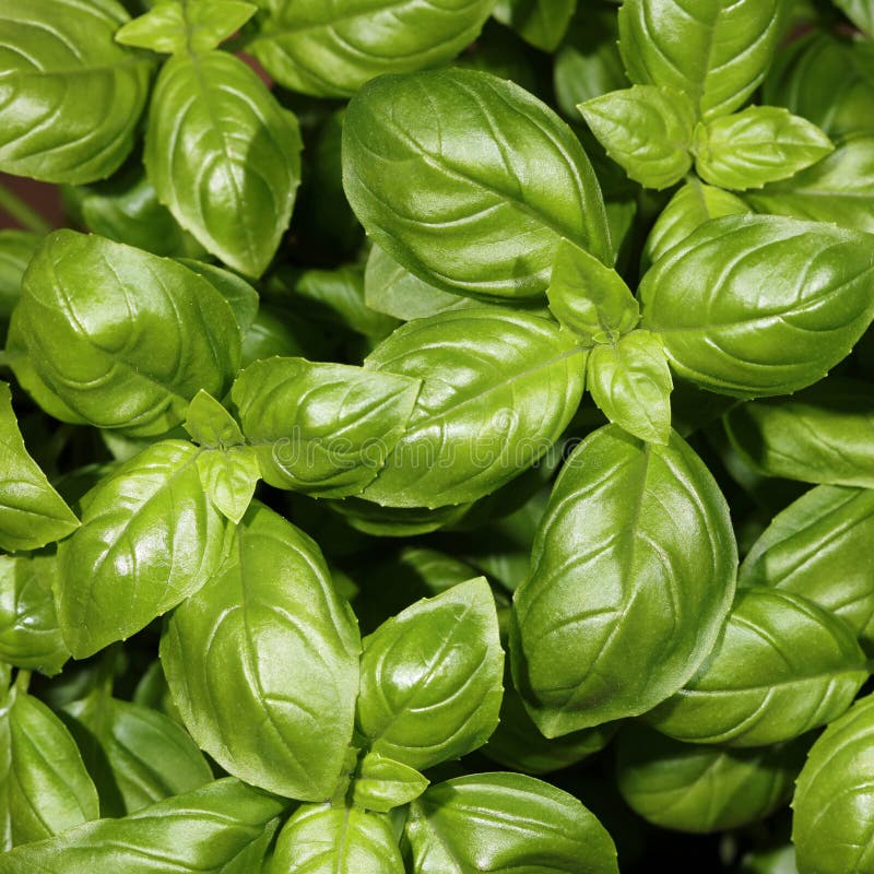 Fresh Basil stock photo. Image of ingredient, people - 90616136