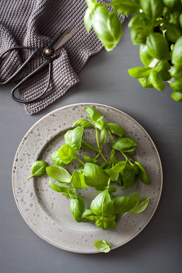 Fresh Basil Herb on Grey Background Stock Photo - Image of kitchen ...