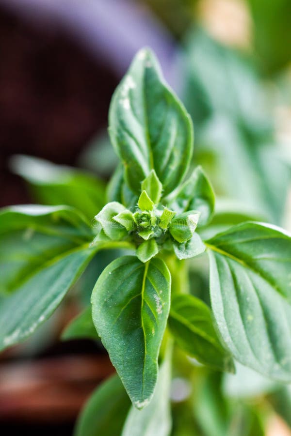 Fresh Basil Herb Plants in a Pot Stock Photo - Image of leaf, aromatic ...