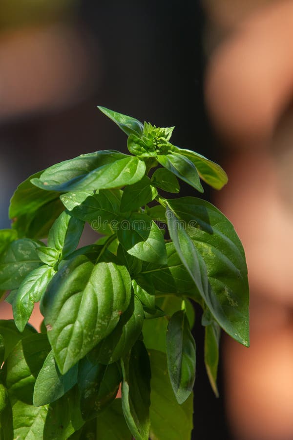 Fresh Basil Herb Plants in a Pot Stock Image - Image of gardening ...