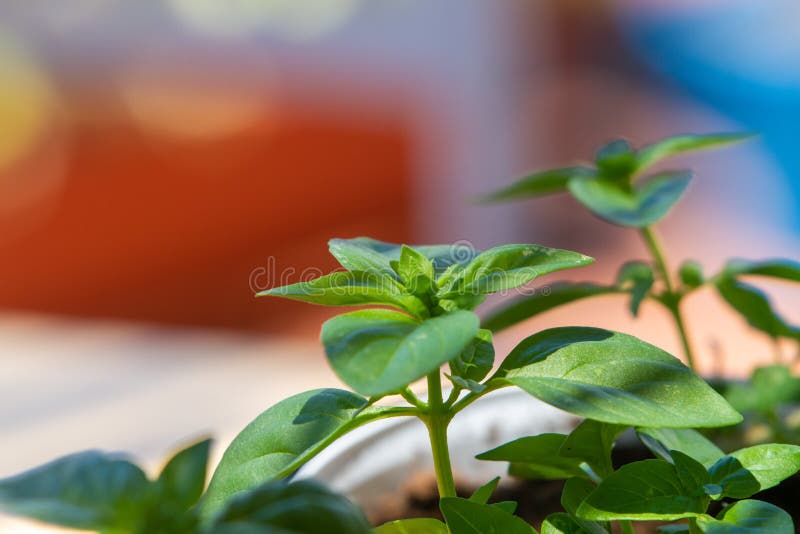 Fresh Basil Herb Plants in a Pot Stock Image - Image of herbal ...