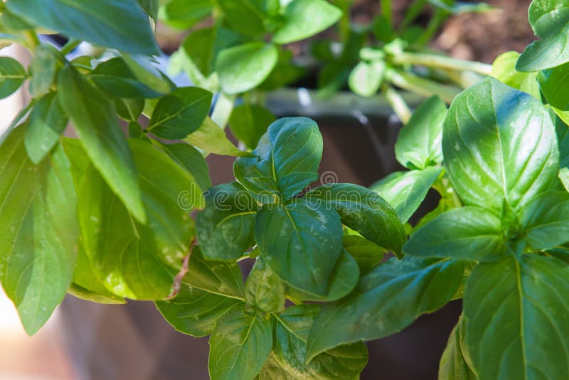 Fresh Basil Herb Plants in a Pot Stock Image - Image of leaves, dark ...