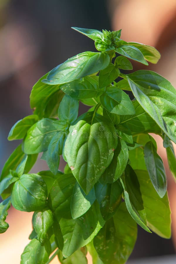 Fresh Basil Herb Plants in a Pot Stock Image - Image of basil, herbs ...