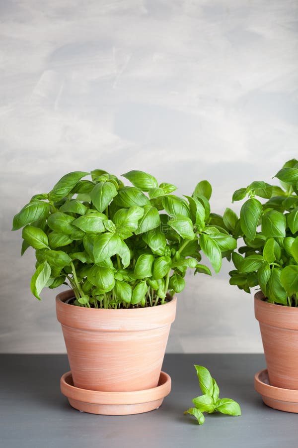 Fresh basil herb in pot stock photo. Image of rustic - 110928176