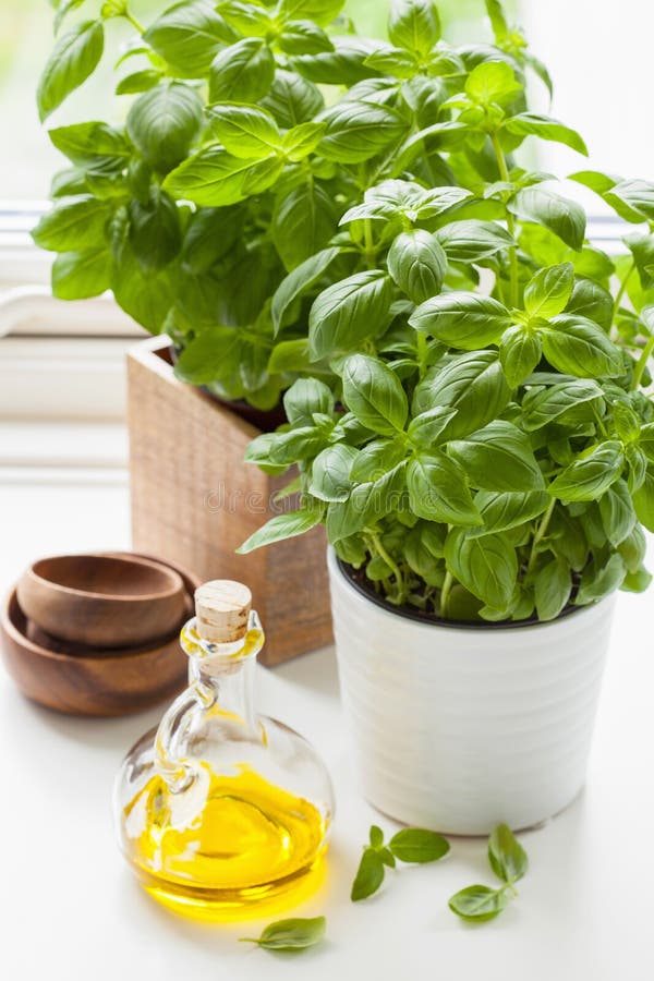 Fresh Basil Herb in Pot Olive Oil Kitchen Window Stock Photo - Image of ...