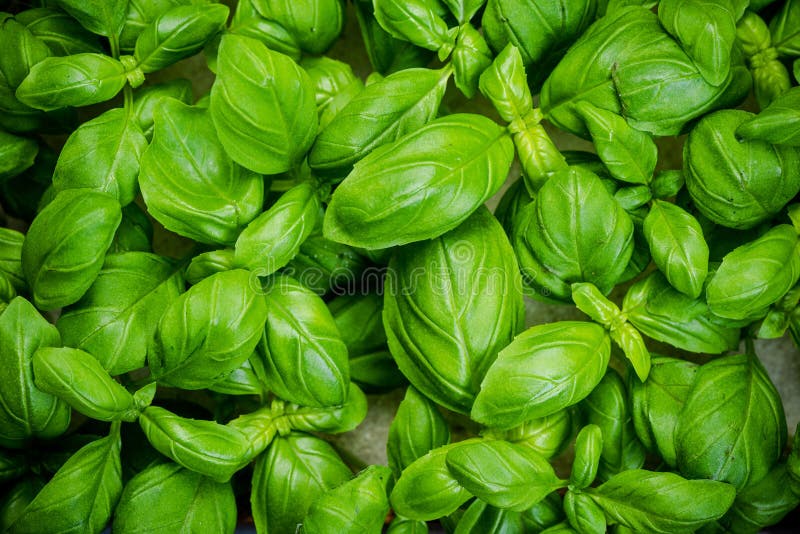 Fresh Basil Herb. Top Down Close Up View Stock Image - Image of ...