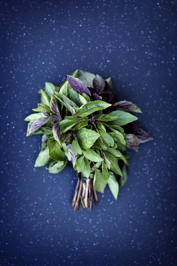 Fresh basil stock photo. Image of healthy, leaf, bouquet - 56925092