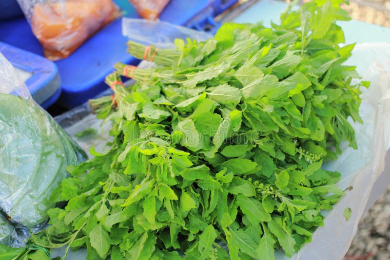 Fresh basil stock image. Image of thai, local, selling - 76950445