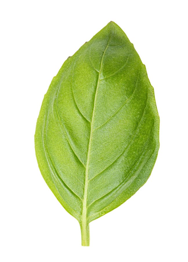 Fresh Basil Isolated on White Background Stock Image - Image of green ...