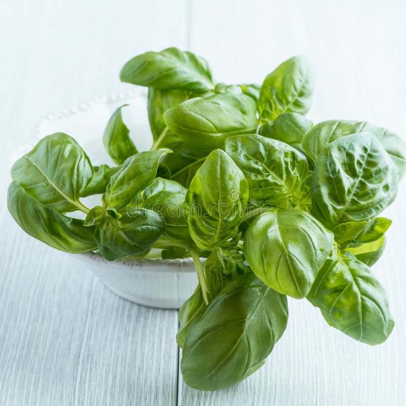 Fresh Basil on Kitchen Table Stock Image - Image of food, wooden: 25253333