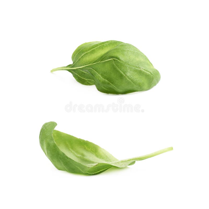 Fresh basil leaf stock image. Image of growth, aromatic - 91974383
