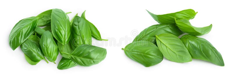 Fresh Basil Leaf Isolated on White Background with Full Depth of Field ...