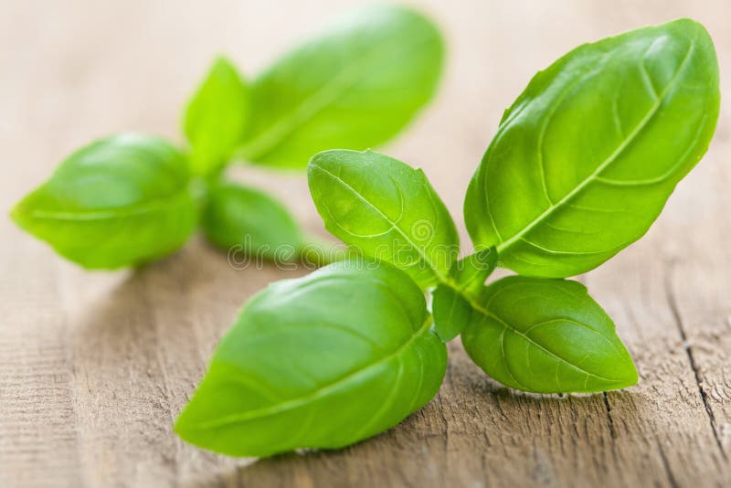 Basil leaves stock photo. Image of botanical, cuisine - 35870120