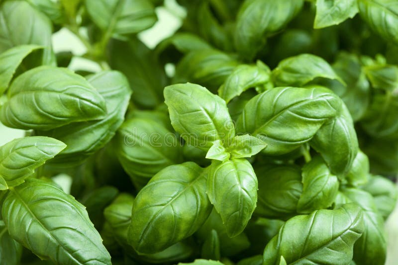 Basil leaves stock photo. Image of botanical, cuisine - 35870120