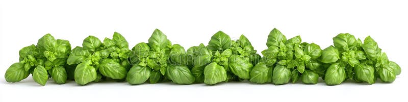 Fresh Basil Leaves Arranged on a Clean White Background Stock Photo ...