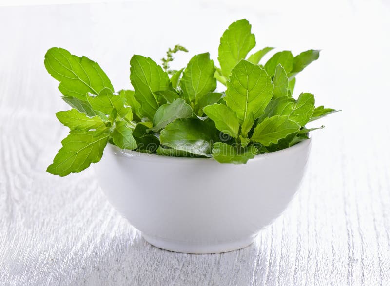 Basil leaves in a bowl stock image. Image of herb, selective - 119533047