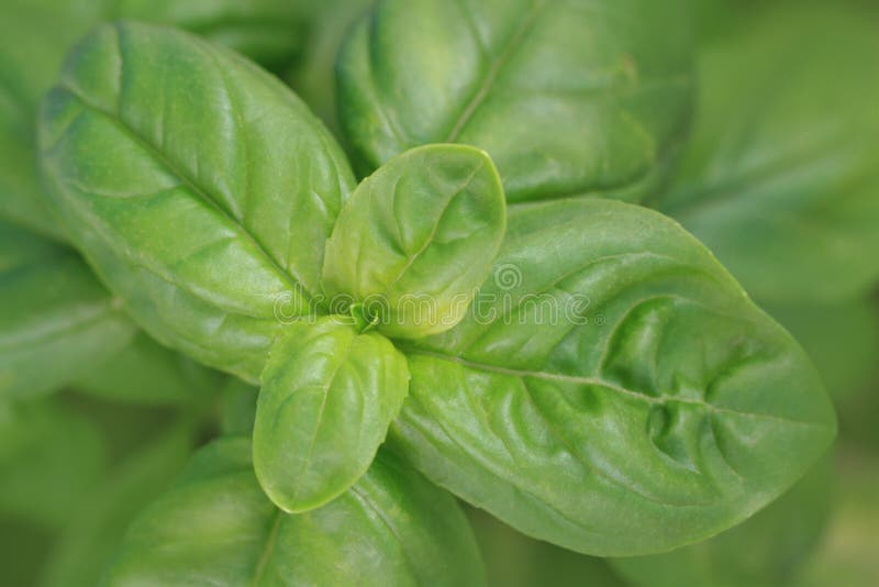 Fresh basil leaves stock photo. Image of italian, seasoning - 31849824