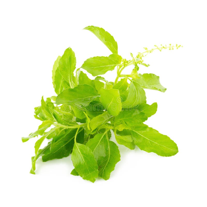 Fresh Basil Leaves in Closeup Stock Image - Image of flora, single ...