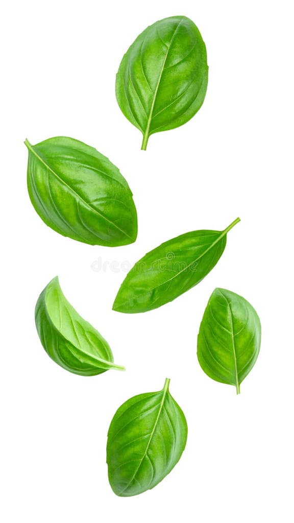 Fresh Basil Leaves Falling on Transparent Background Stock Image ...