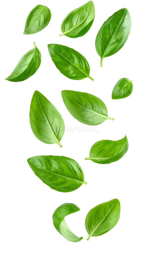Fresh Basil Leaves Falling on Transparent Background Stock Photo ...
