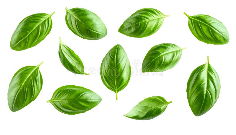 Fresh Basil Leaves Falling Against Transparent Background Stock Photos ...