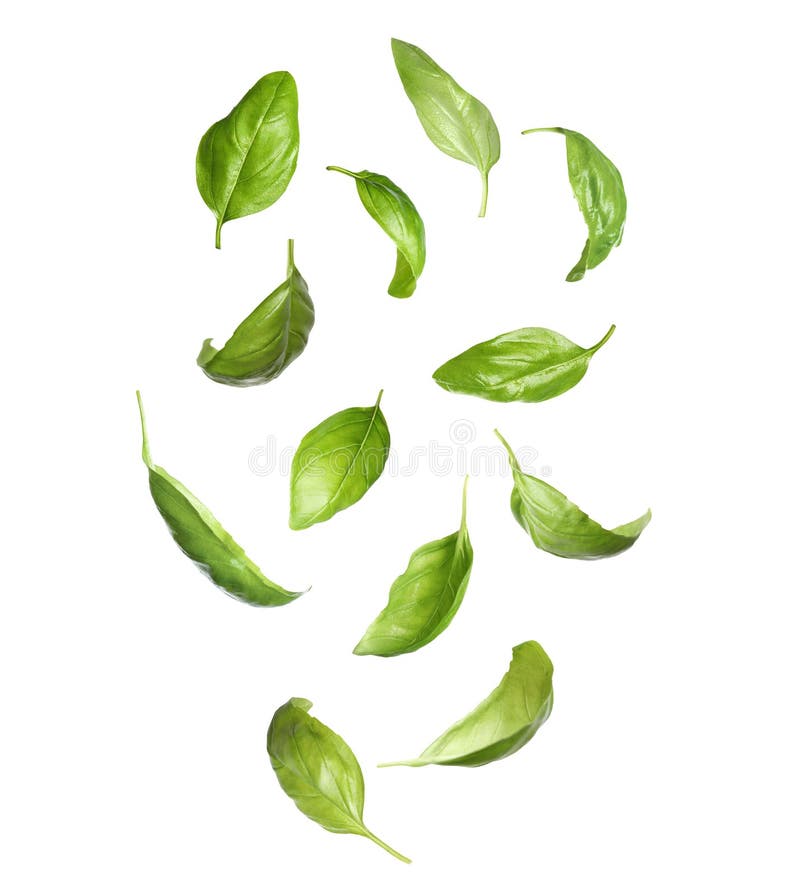 Fresh Basil Leaves Falling on Background Stock Photo - Image of herbal ...