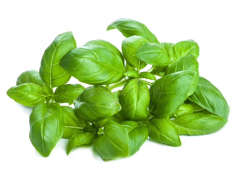 Basil leaves stock photo. Image of botanical, cuisine - 35870120