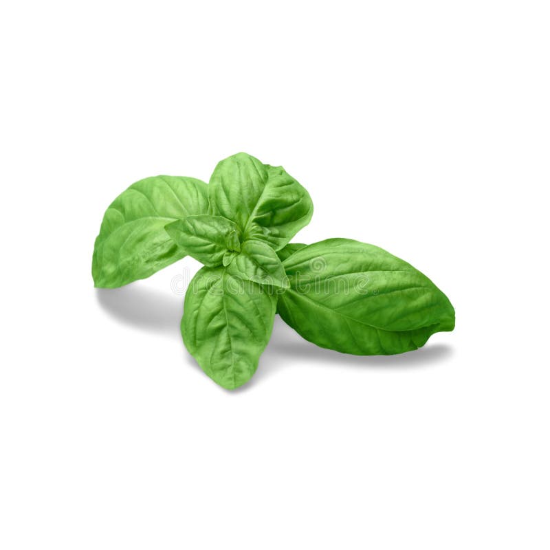 Fresh Basil Leaves is Isolated Over White and Transparent Background ...