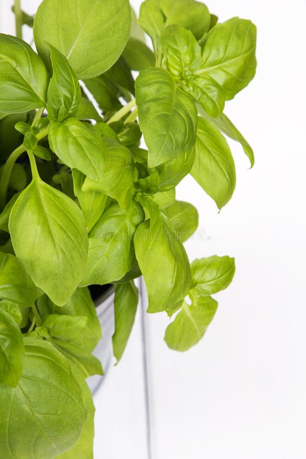 Fresh basil leaves stock photo. Image of growth, border - 58965096
