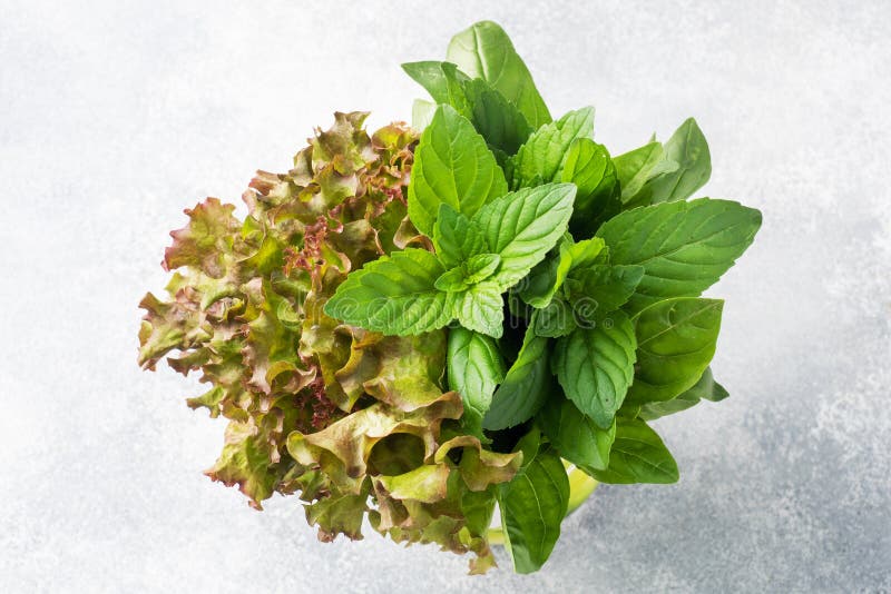 Fresh Basil Leaves, Mint and Lettuce. a Bouquet of Fragrant Herbs and ...
