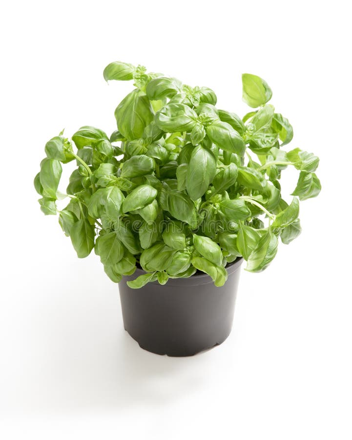 Fresh Basil from the Market Stock Image - Image of herbal, green: 9202685