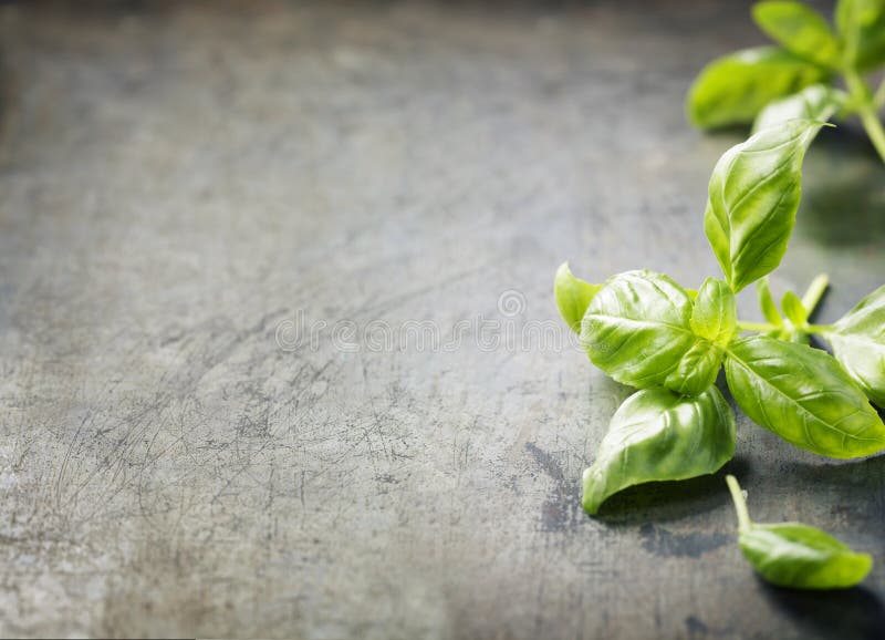 Fresh basil stock photo. Image of macro, natural, garden - 60984296