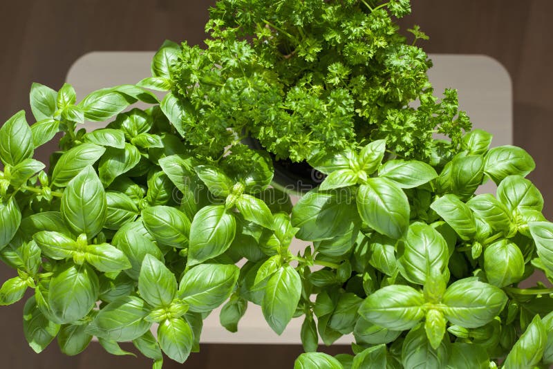 Fresh Basil and Parsley Herb in Pot Stock Image - Image of cuisine ...