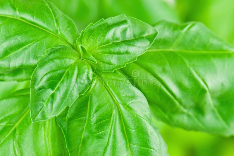 Fresh basil stock image. Image of botany, plants, nature - 35773771