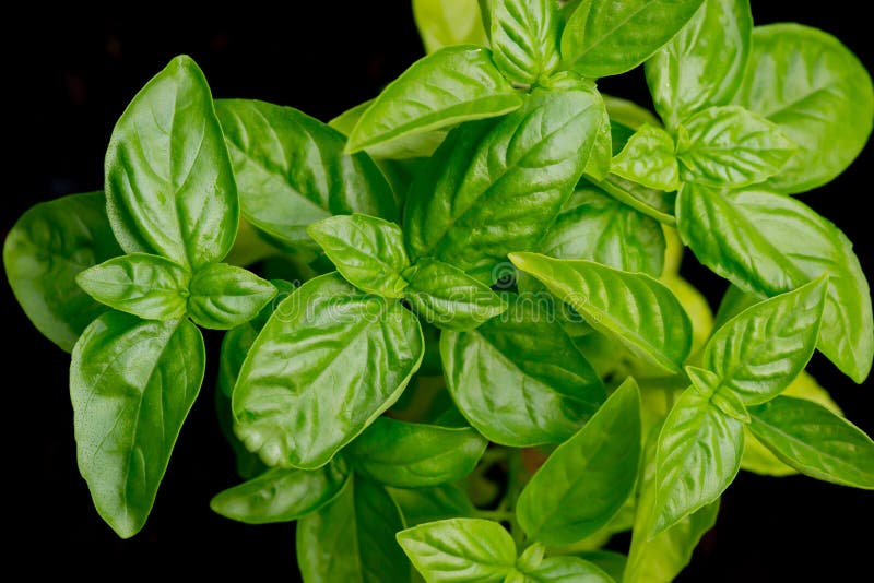 Fresh Basil on Plant with Black Background Stock Image - Image of leaf ...