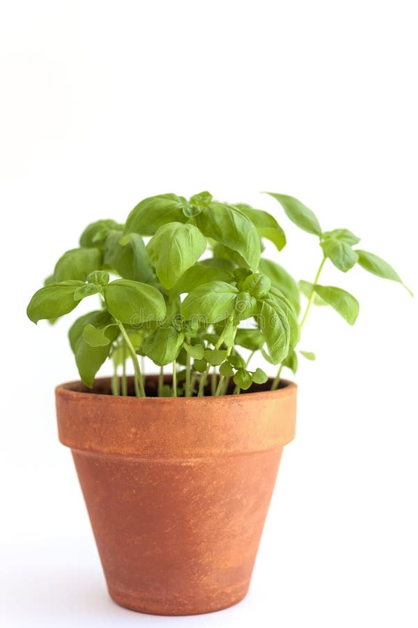 Fresh Basil Plant in a Clay Pot Stock Image - Image of background, copy ... Fresh Basil Plant in a Clay Pot Stock Image - Image of background, copy ...