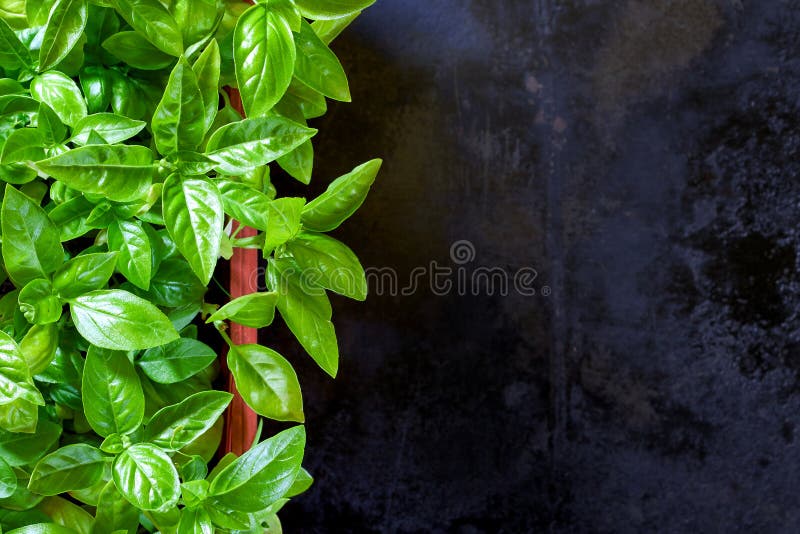 Fresh basil plant stock photo. Image of delicious, herbal - 75242002