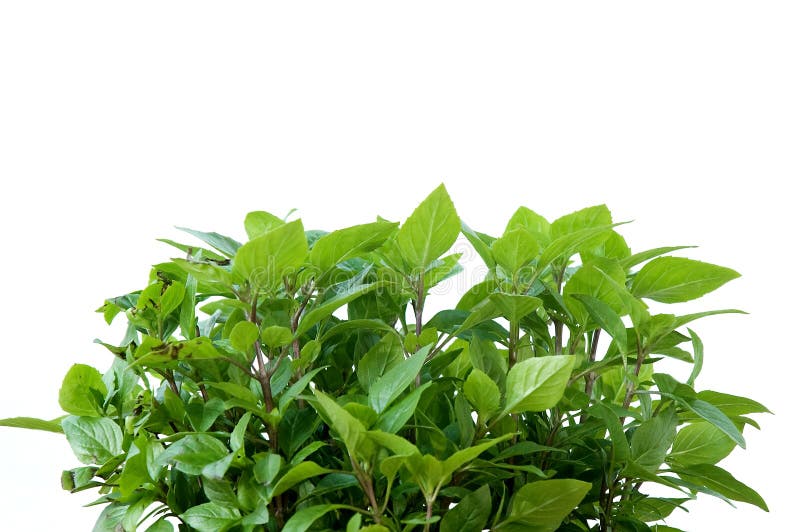 Fresh basil plant leaves stock photo. Image of food, ingredient - 36456128