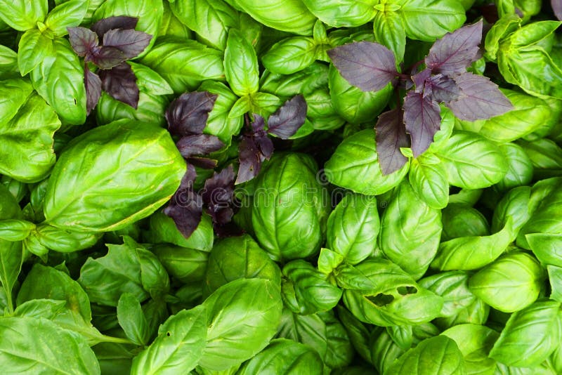 Fresh basil plant texture stock photo. Image of natural - 136580510