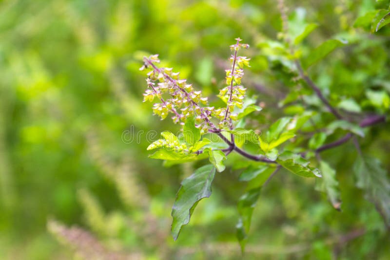 Fresh basil plant tree stock photo. Image of food, flora - 144762110