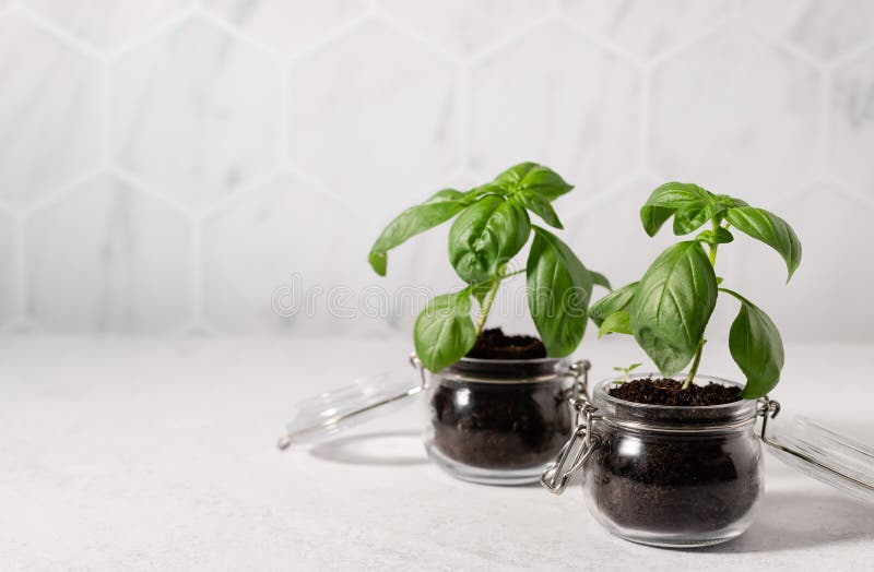 Fresh Basil Plants on Kitchen Table Stock Photo - Image of potted ...