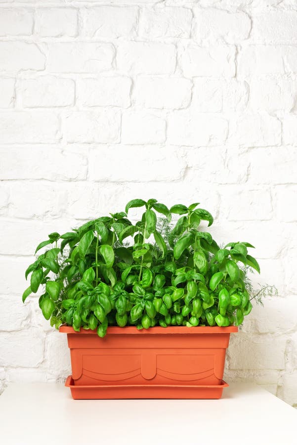 Fresh Basil in a Plastic Pot. Kitchen Garden Stock Image - Image of ...